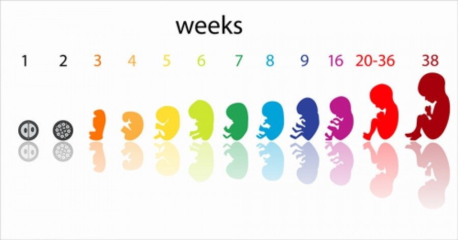 How Soon Can You Get Pregnant After Sex Understanding Timing And